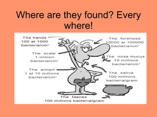 Bacteria and virus Notes | PPT