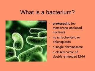 Bacteria and virus Notes | PPT