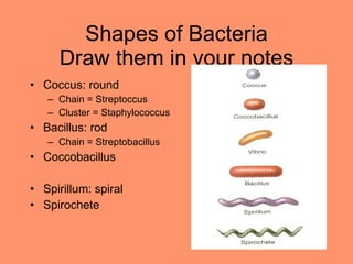 Bacteria and virus Notes | PPT