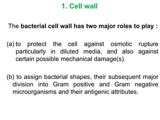 Bacteria 1 | PPTX