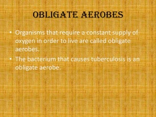 Bacteria 19 1 | PPTX