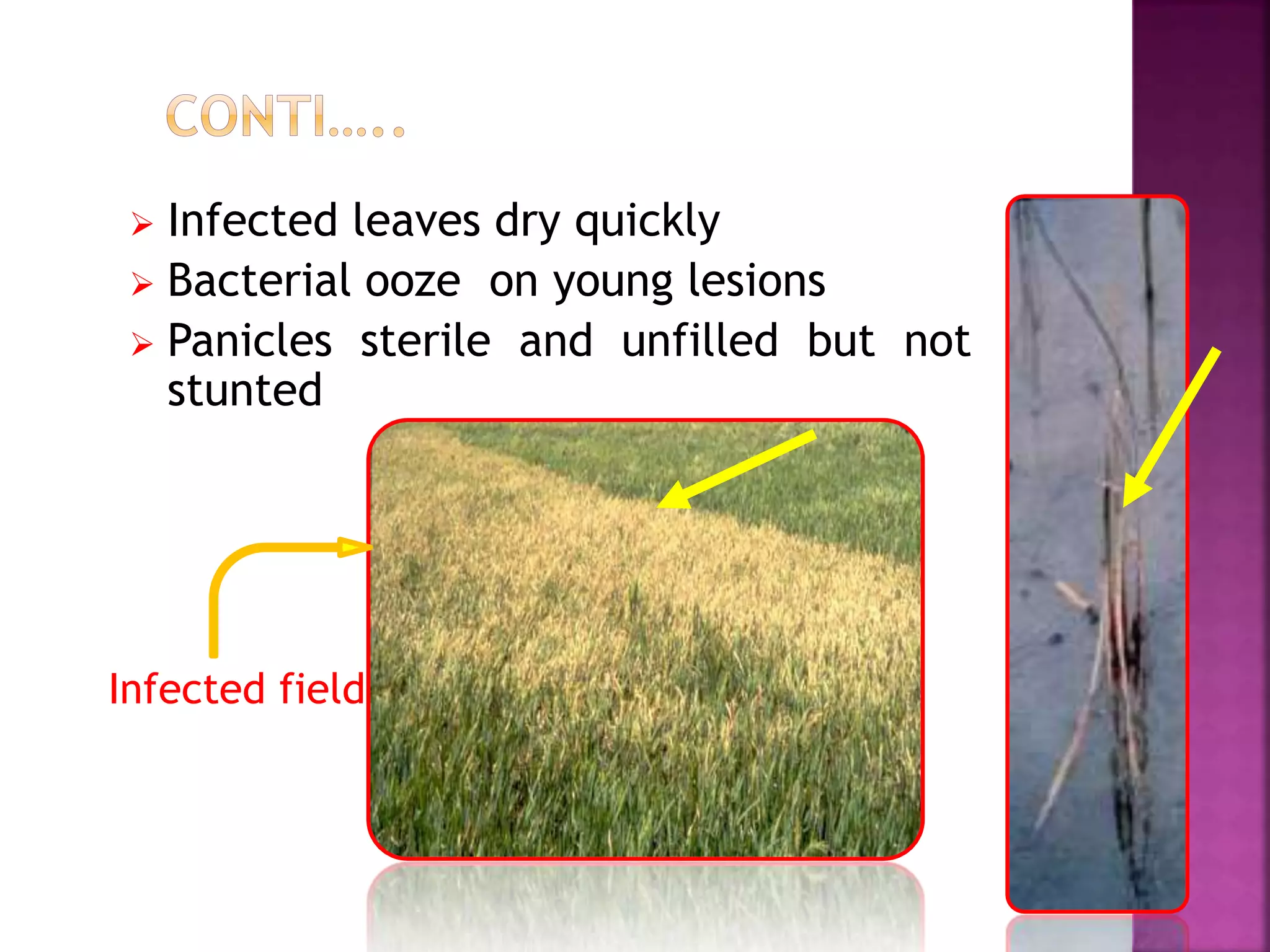 Plant Pathogenic bacteria | PPTX