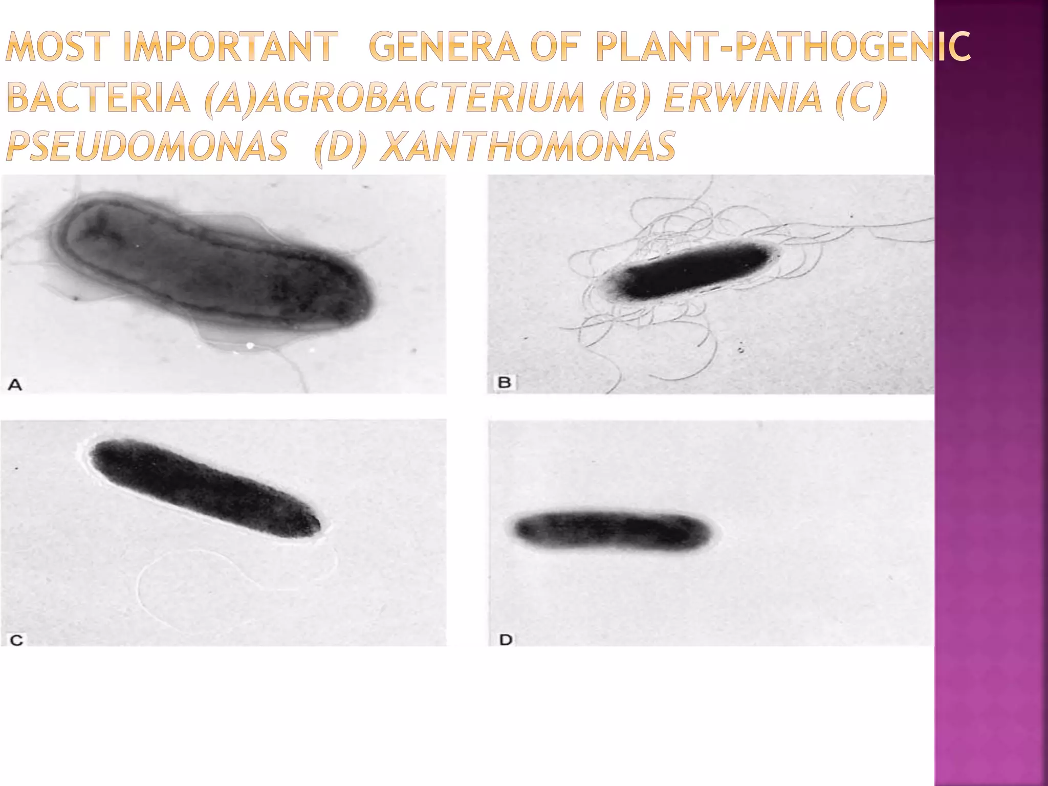 Plant Pathogenic bacteria | PPTX