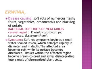 Plant Pathogenic bacteria | PPTX