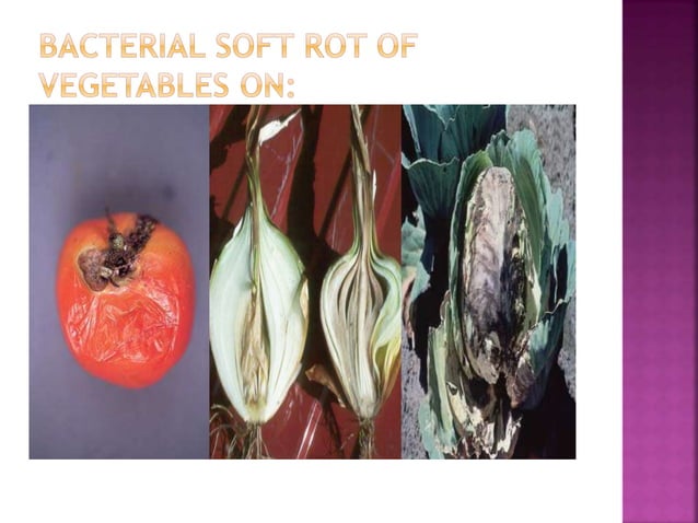 Plant Pathogenic bacteria | PPTX