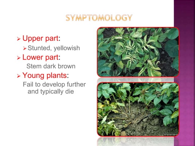 Plant Pathogenic bacteria | PPTX
