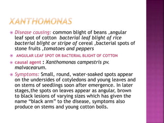 Plant Pathogenic bacteria | PPTX