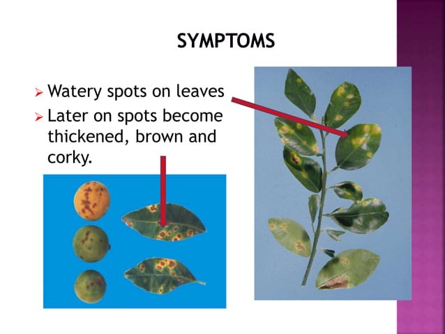 Plant Pathogenic bacteria | PPTX