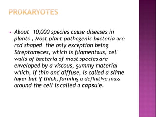 Plant Pathogenic bacteria | PPTX