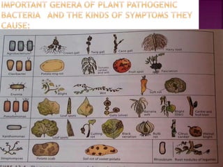 Plant Pathogenic bacteria | PPTX