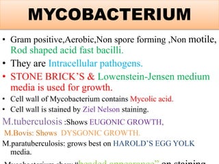 bacteria (2).pptx