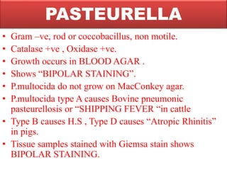 bacteria (2).pptx