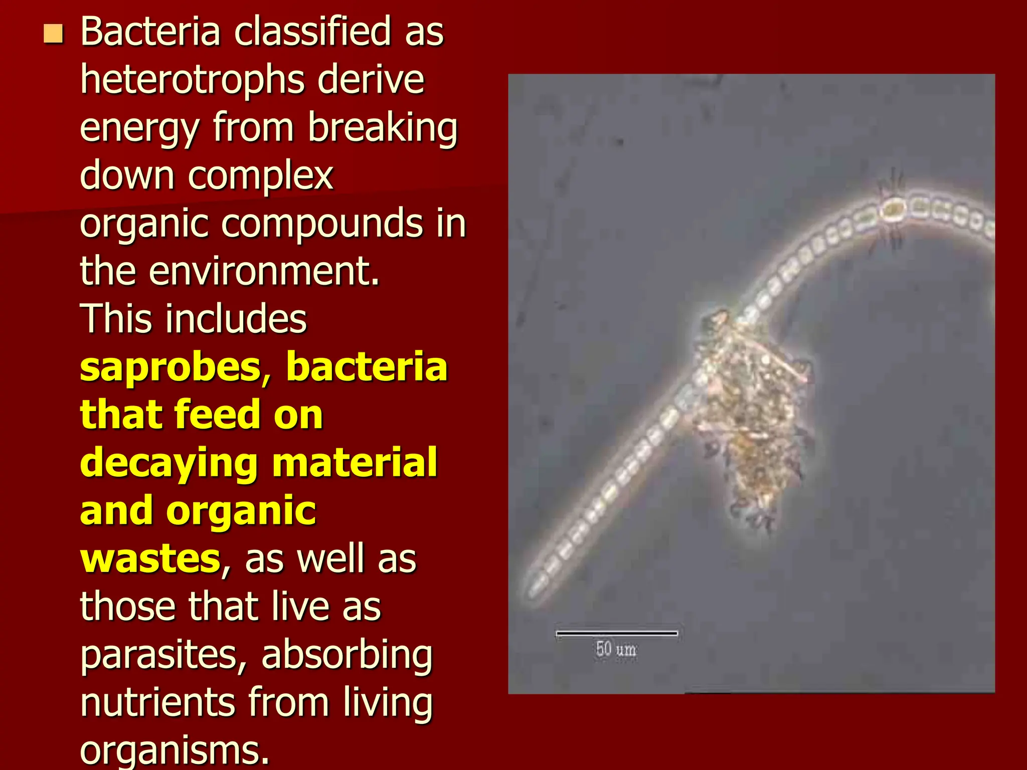 Bacteria corrosion cycle and biocorrosion.ppt | Free Download