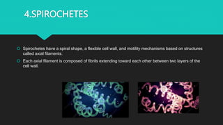 Systematic identification of bacteria and molecular techniques for the ...