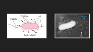 Systematic identification of bacteria and molecular techniques for the ...