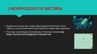 Systematic identification of bacteria and molecular techniques for the ...