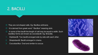 Systematic identification of bacteria and molecular techniques for the ...