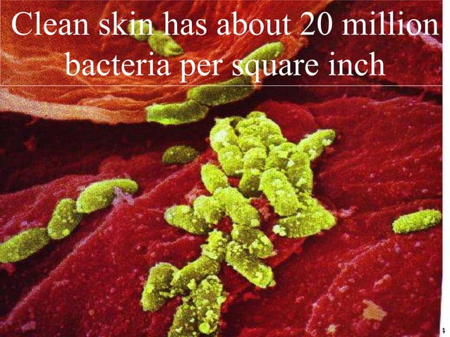 bacteria3.pptFirst discovered in extreme environments Methanogens ...