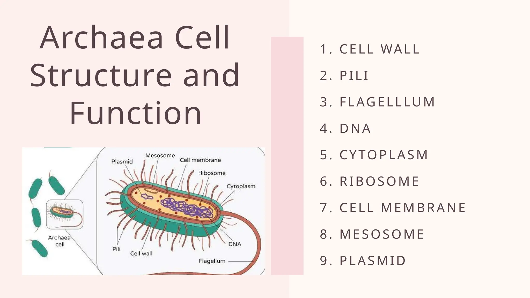 bacterium's and arches of microorganisms | PPTX