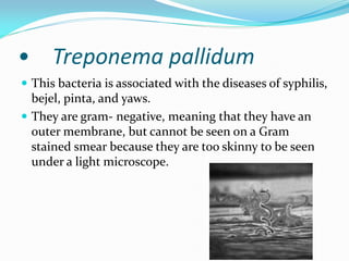 Bacteria and archaea example organisms | PPT