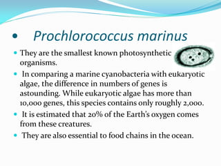 Bacteria and archaea example organisms | PPT