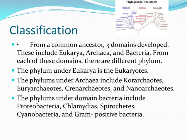Bacteria and archaea example organisms | PPT