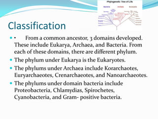 Bacteria Domain Examples