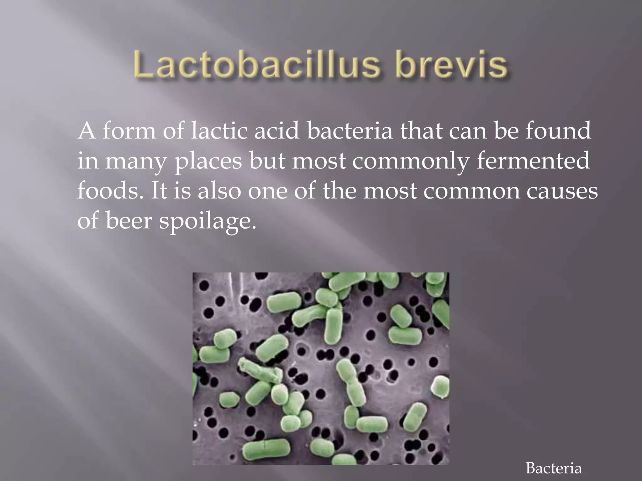 Bacteria and archaea examples | PPT