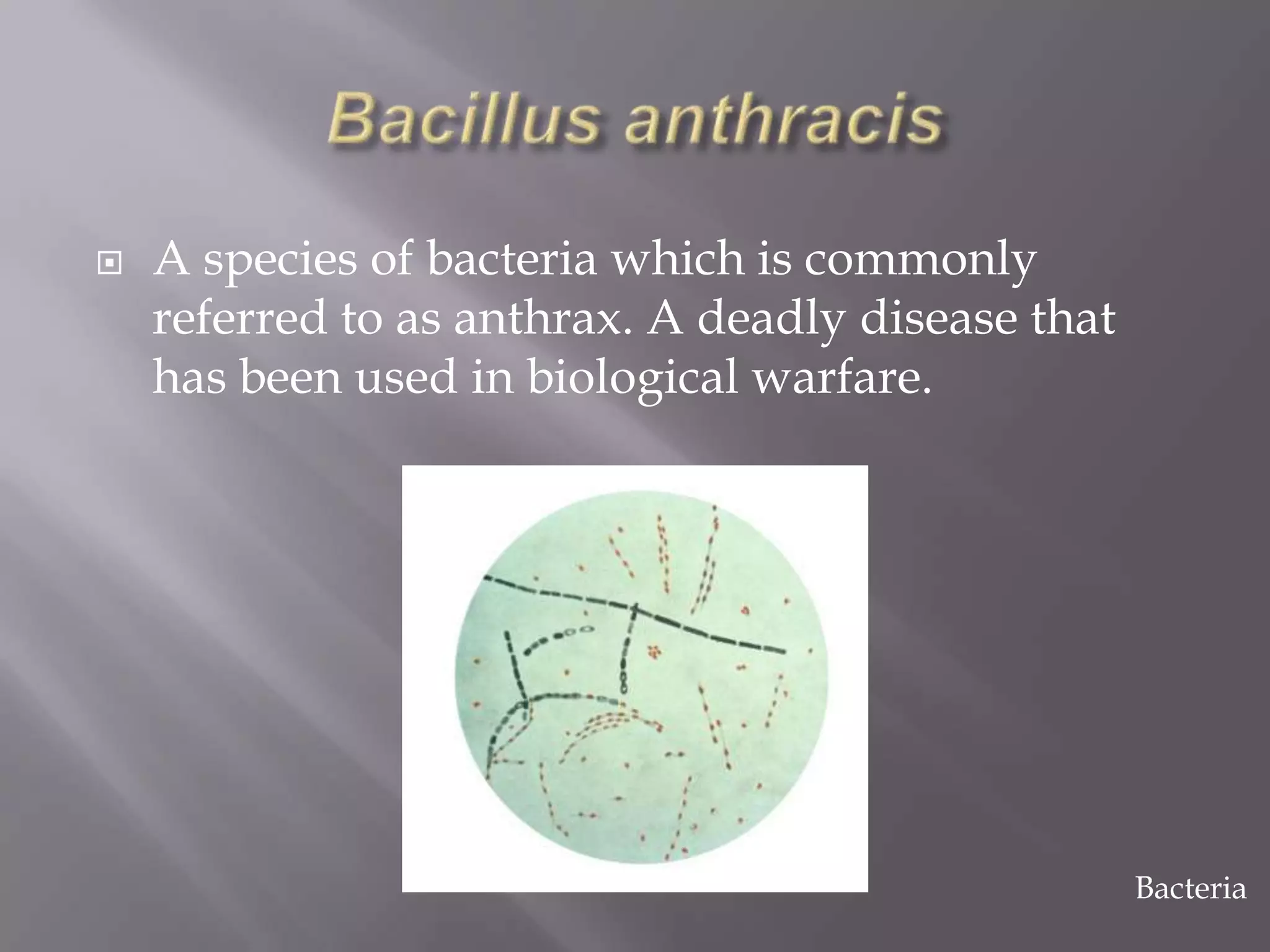 Bacteria and archaea examples | PPT