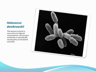 Bacteria and archae example organisms | PPT