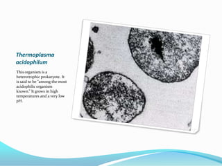 Bacteria and archae example organisms | PPT