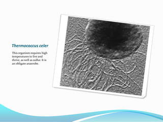 Bacteria and archae example organisms | PPT