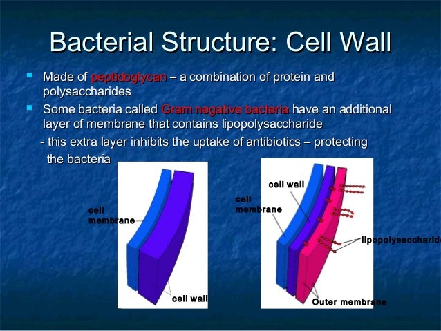 Archaebacteria Cell Wall