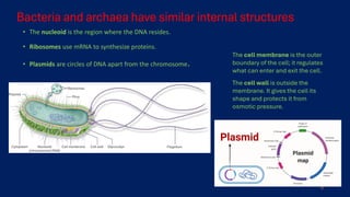 Comprehensive Overview of Bacteria and Archaea: Structure ...