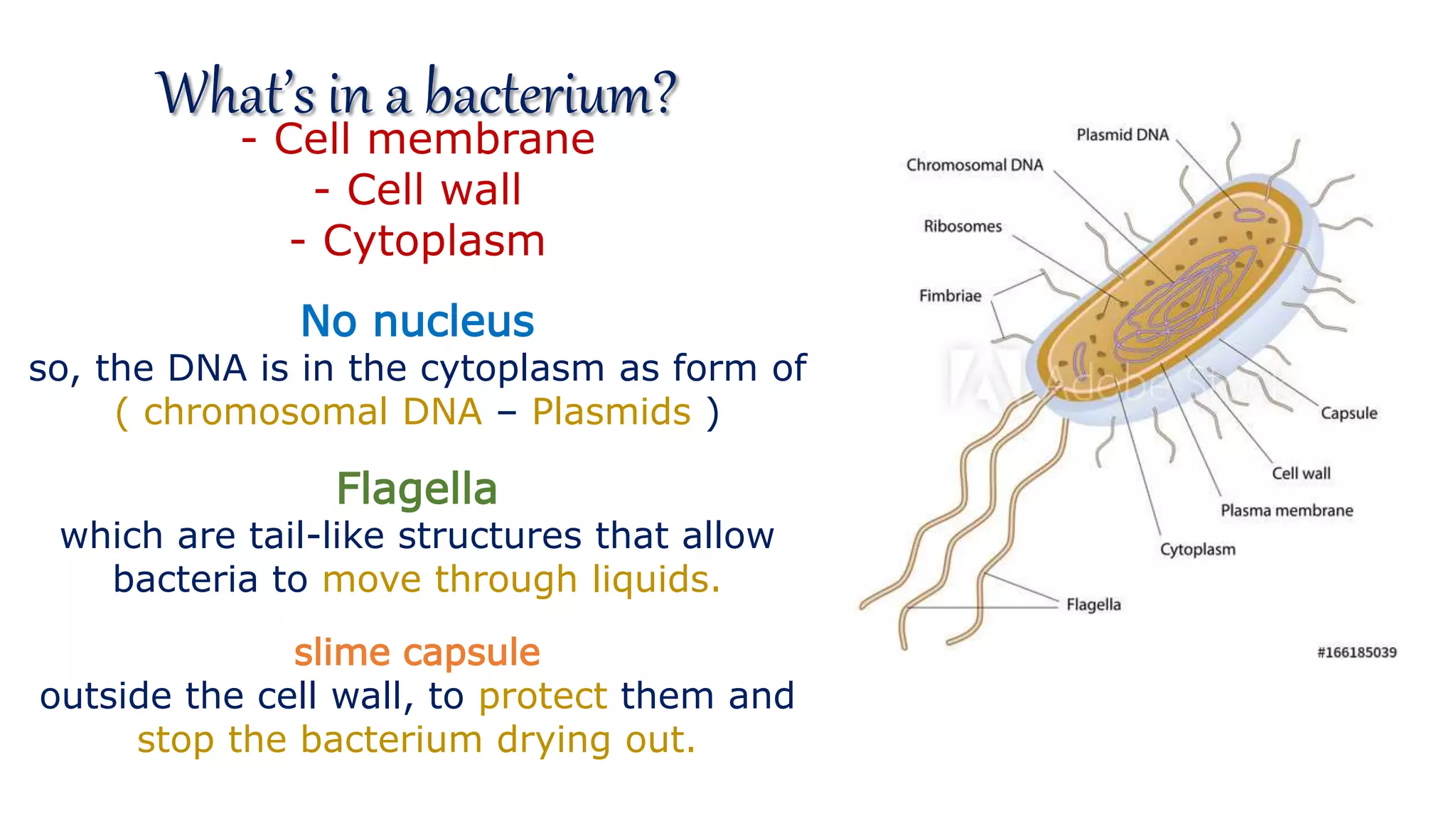 Bacteria and cellulose | PPTX