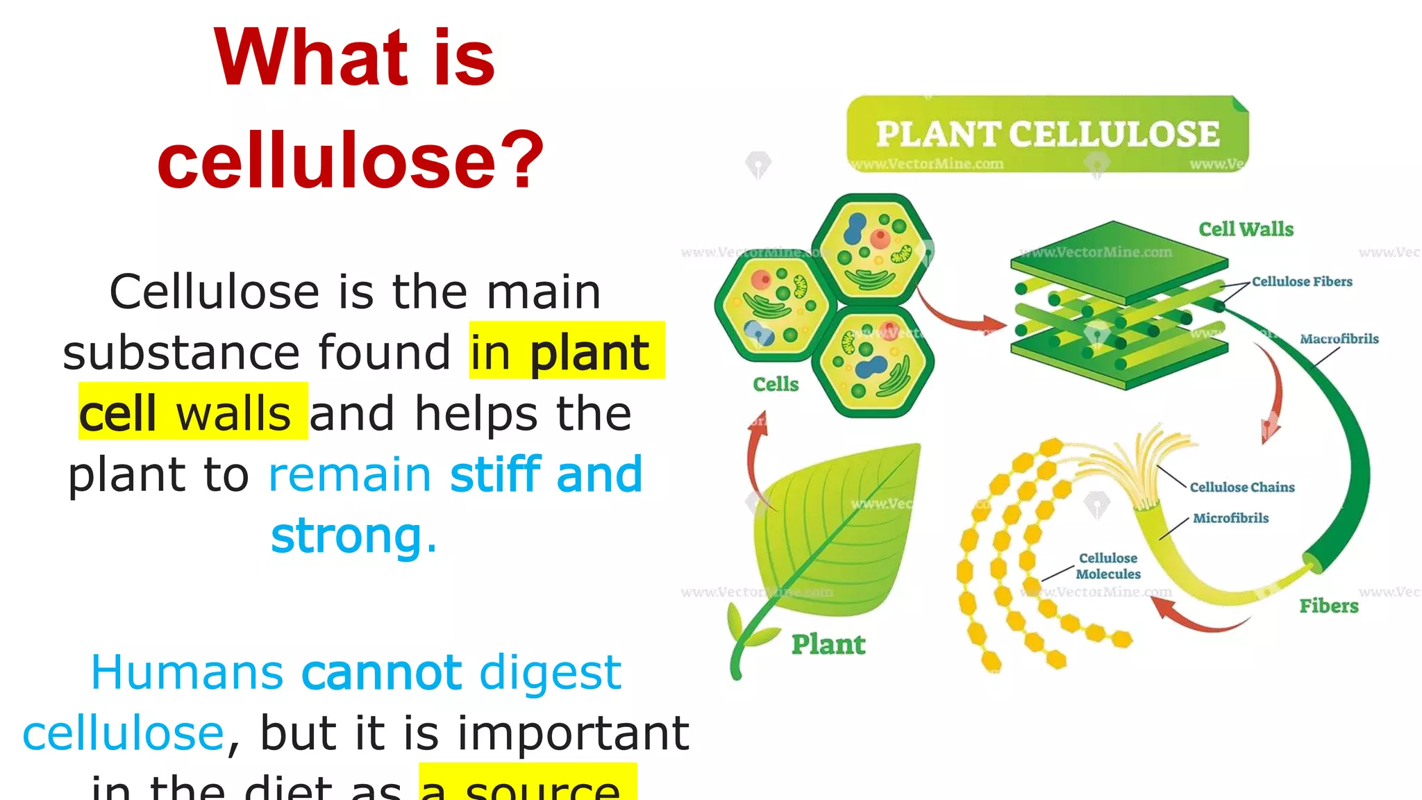 Bacteria and cellulose | PPTX