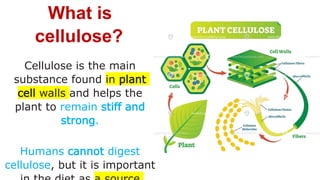 Bacteria and cellulose | PPTX
