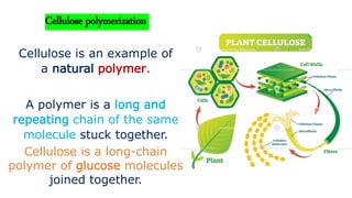 Bacteria and cellulose | PPT