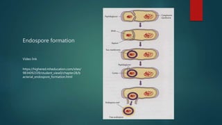 Bacteria and cyanobacteria | PPTX