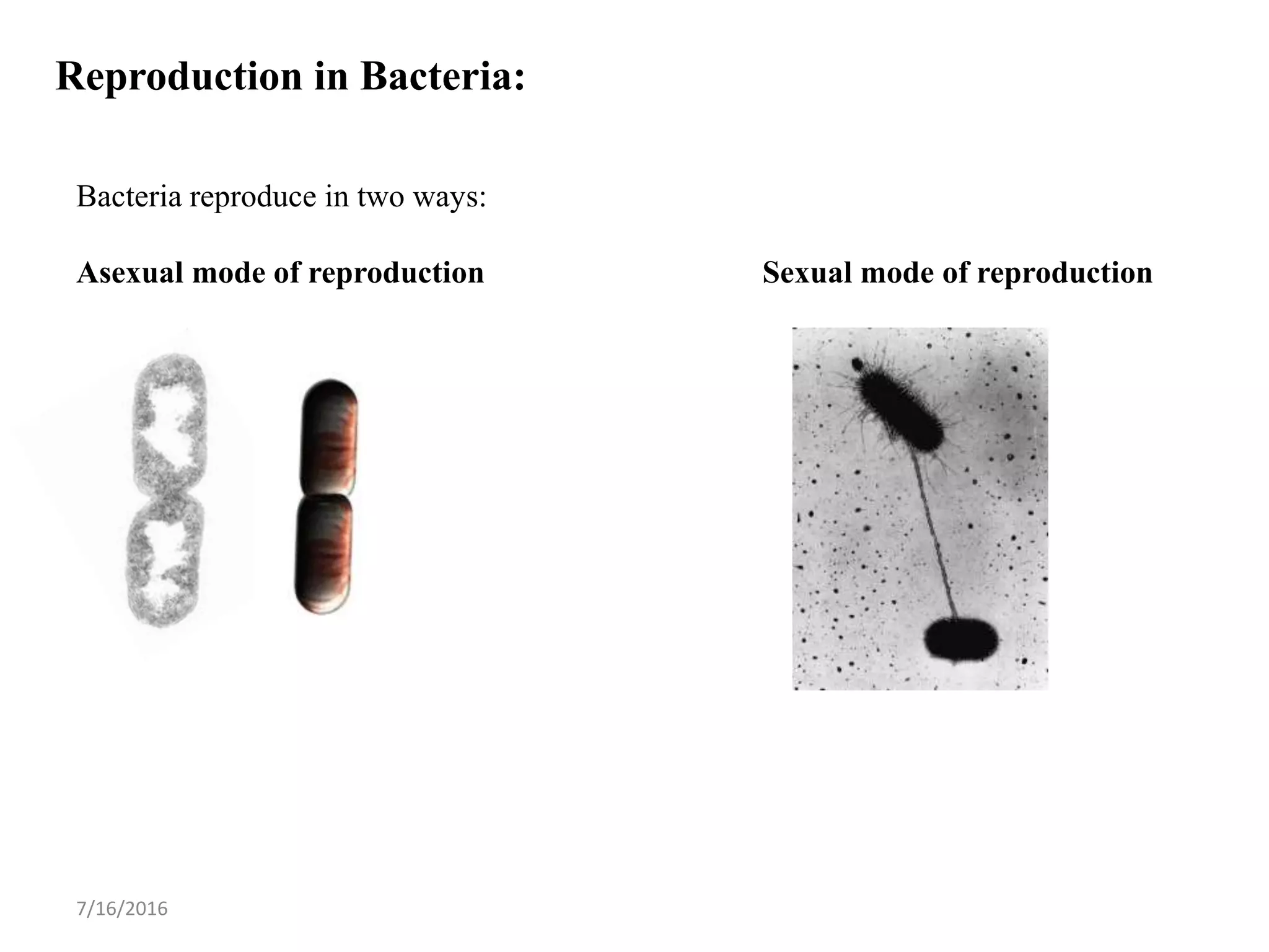Bacteria-Morphology, Reproduction and Functions | PPTX