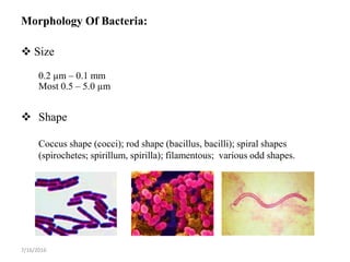 Bacteria-Morphology, Reproduction and Functions | PPTX