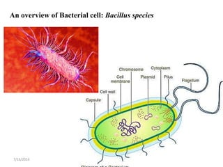 Bacteria-Morphology, Reproduction and Functions | PPTX