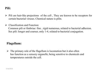Bacteria-Morphology, Reproduction and Functions | PPTX