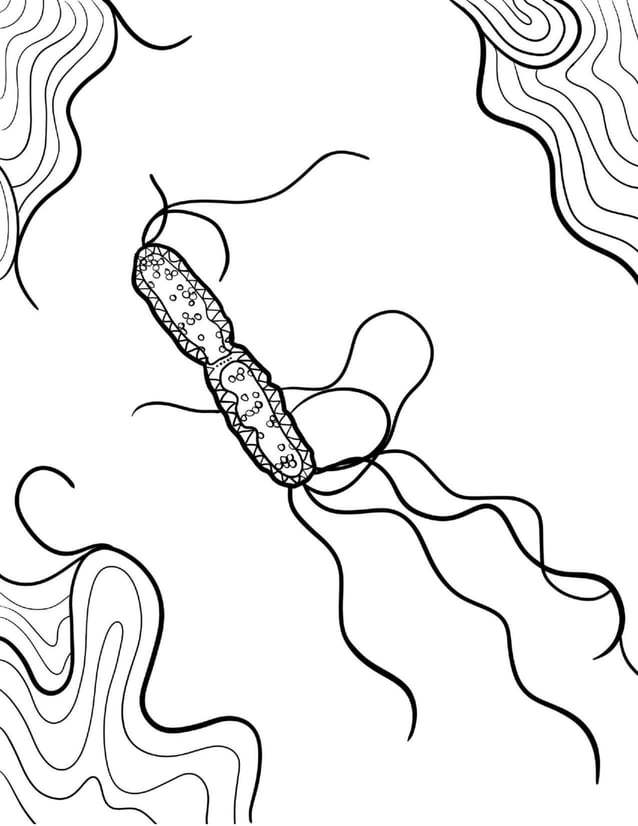 Bacteria_and_me_Spanish libro para colorea | PDF