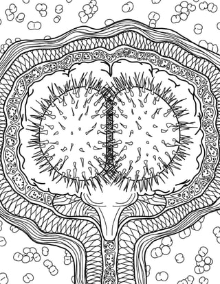 Bacteria_and_me_Spanish libro para colorea | PDF