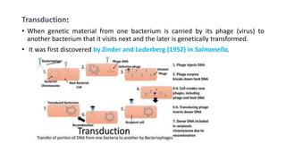 Bacteria and mollicutes | PPTX