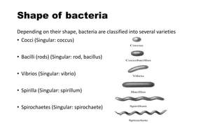 Bacteria and mollicutes | PPTX