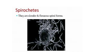 Bacteria and mollicutes | PPTX