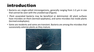 Bacteria and mollicutes | PPTX