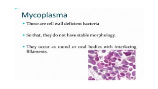 Bacteria and mollicutes | PPTX
